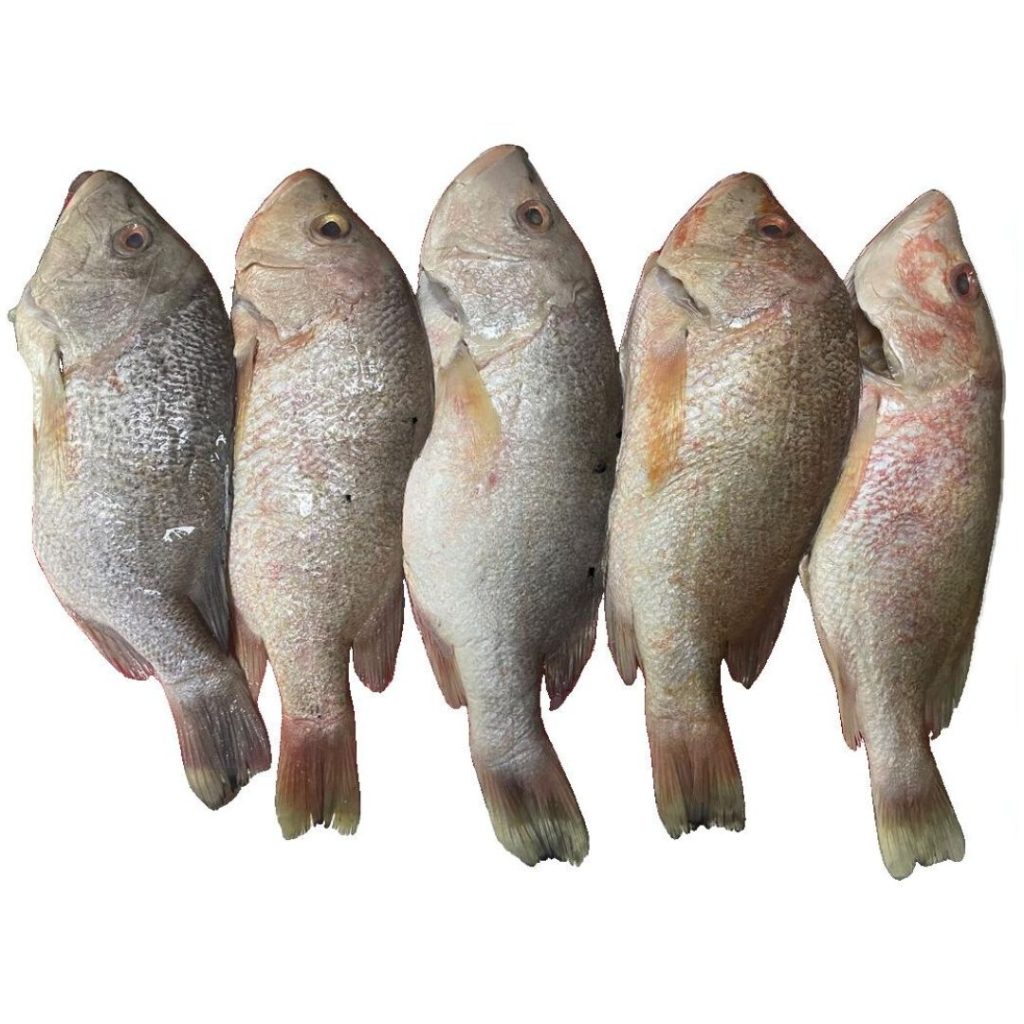 Fresh Red Snapper - FrozenMeat.sg